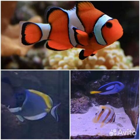 Морские рыбы