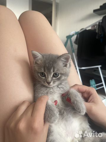 Британская кошка