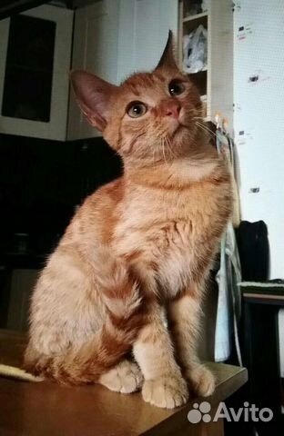 Нежный рыжик