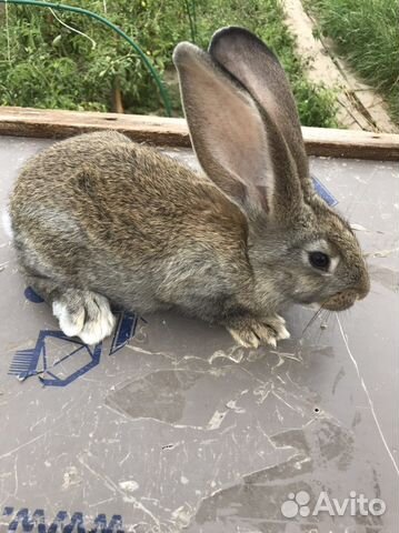 Кролики породы ризен