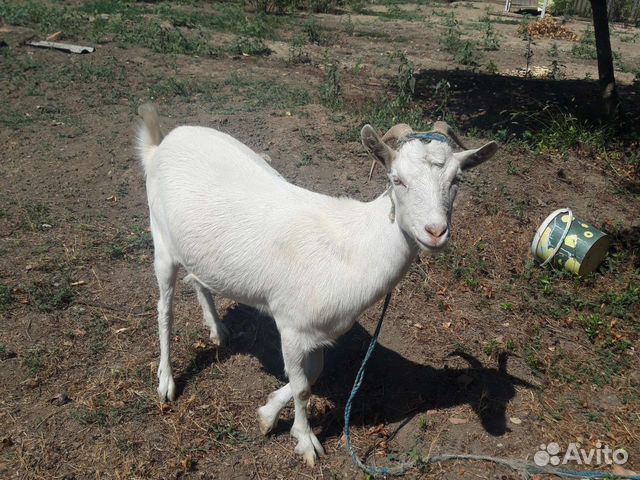 Козочка годовалая