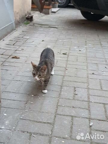 Котик подросток ищет дом или передержку