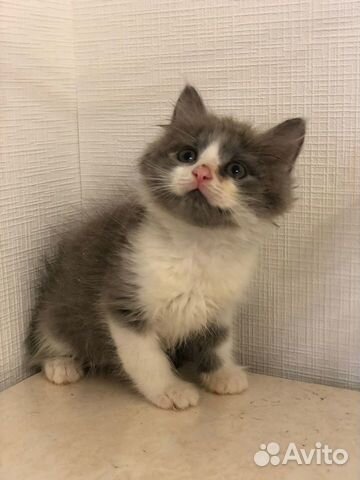 Серо-голубая котодевочка ищет дом