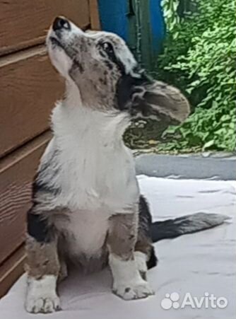 Продам мраморную девочку документы РКФ