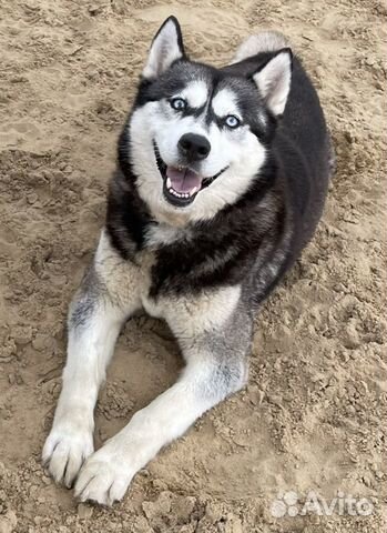 Сибирский хаски бесплатно