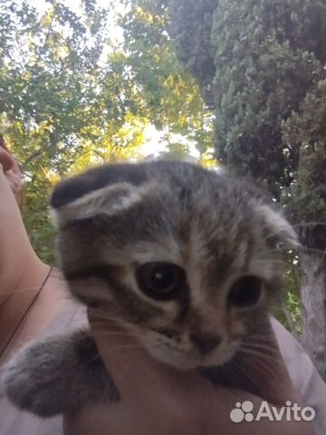 Метис шотландской вислоушки