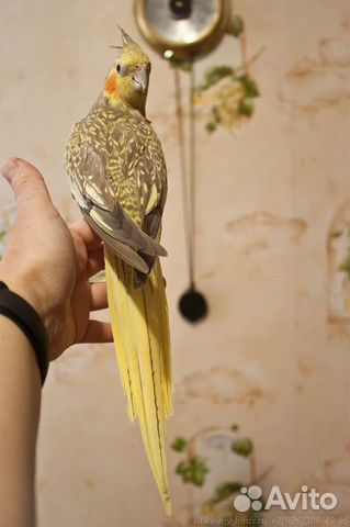 Попугай корелла. Взрослые ручные самочки