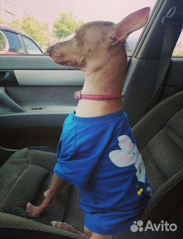 Ксоло, ищем жениха