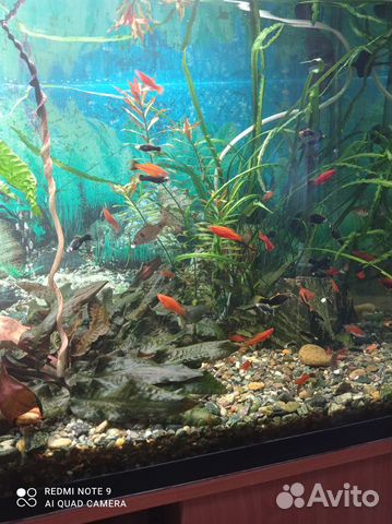 Аулофорус, солоноводная коловратка