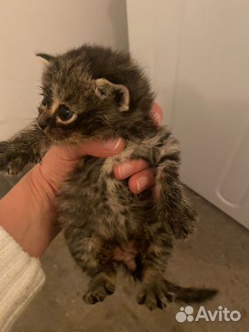 Отдадим 2ух прекрасных котят