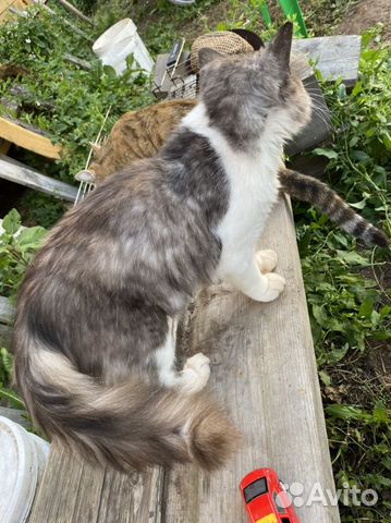 Кот не обычный