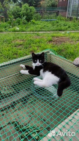 Котёнок