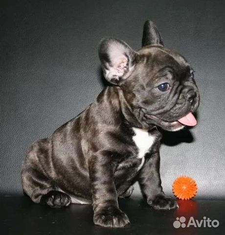 Месье и мадмуазель бульдог