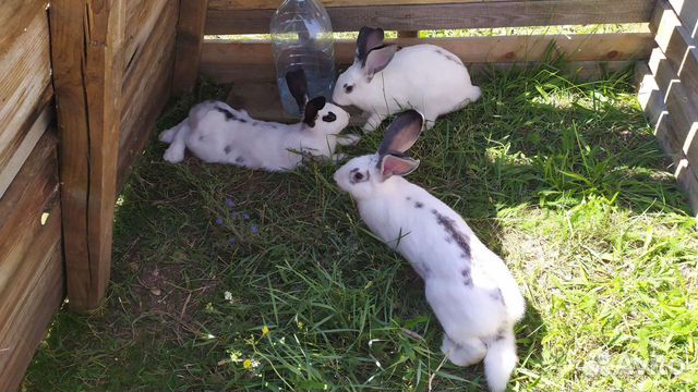 Кролики бельгийский великан