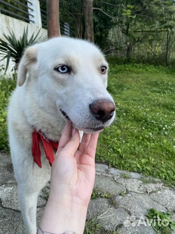 Метис хаски в добрые руки