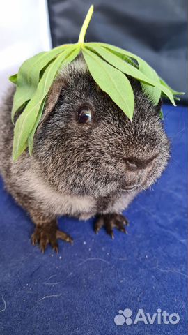 Морская свинка американский тедди самцы