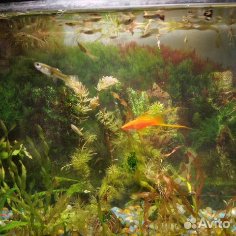 Аквариум с рыбками
