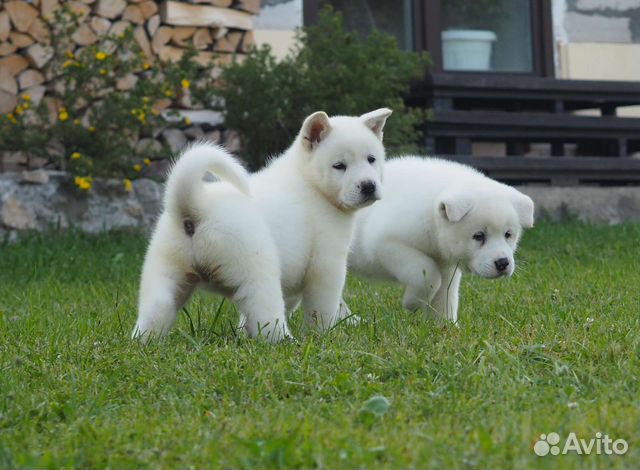 Белая американская акита