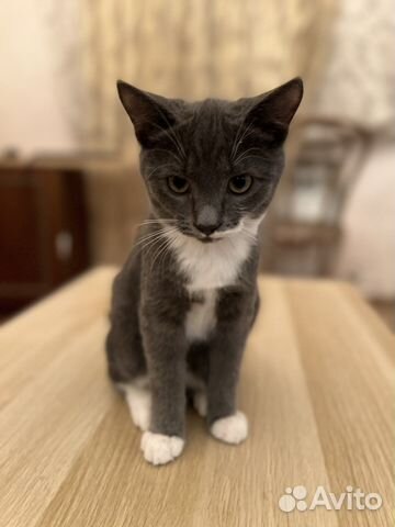 Котята прирученные к лотку 3х месячные