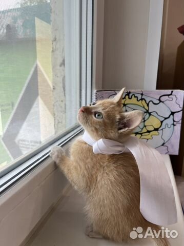 Котенок рыжий добрый
