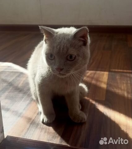 Котенок-британец