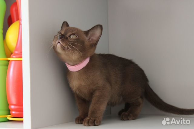 Бурманские котята с полным пакетом документов