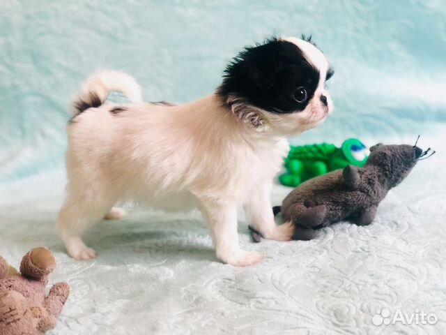 Щенки японский хин