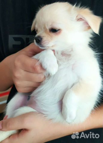 Длинношерстная мини девочка чихуахуа