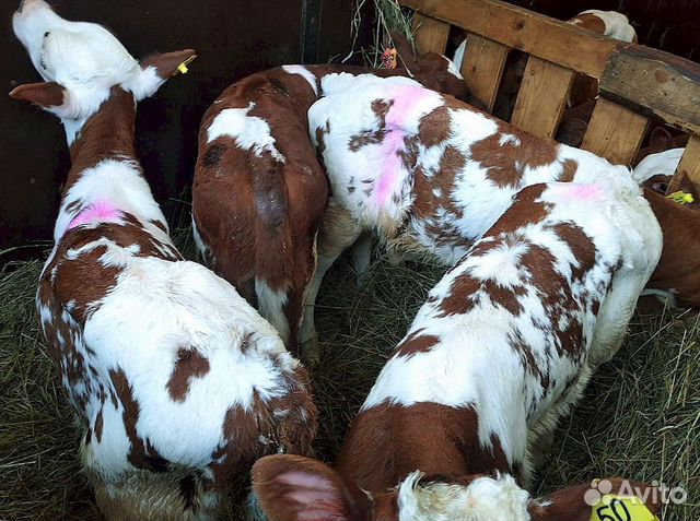 Телята бычки тёлочки с доставкой