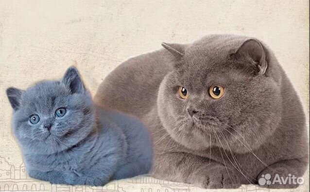 Чистокровные британские котята