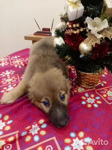 Малышка Синди, 3 месяца, в дар в добрые руки