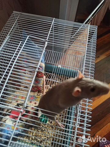 Отдам ручную крысу в добрые руки