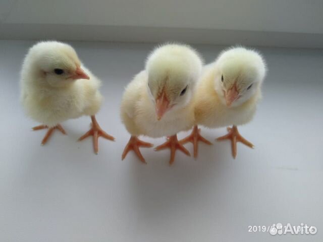 Цыплята Бройлеров