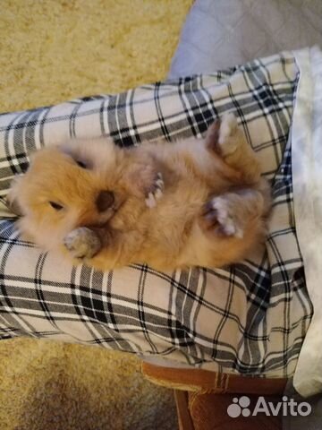 Декоративный кролик