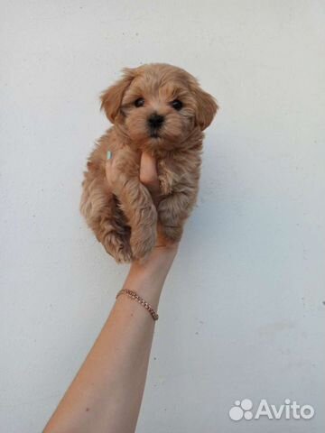 Мальтипу f1 микро мальчик Меллер Карамель