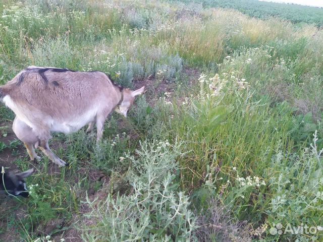 Продам Козу