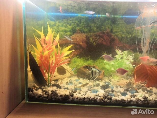 Аквариум с рыбками