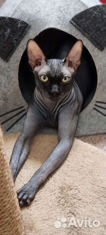 Канадский сфинкс