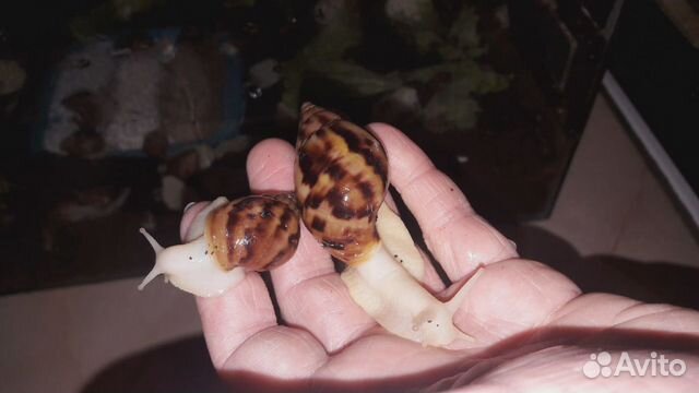 Улиточки ахатины