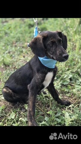 Собака метис стаффа