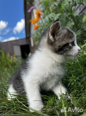 Котята в дорые руки