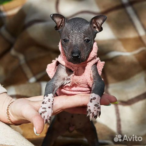 Щенок ксолоитцкуинтли (помесь)