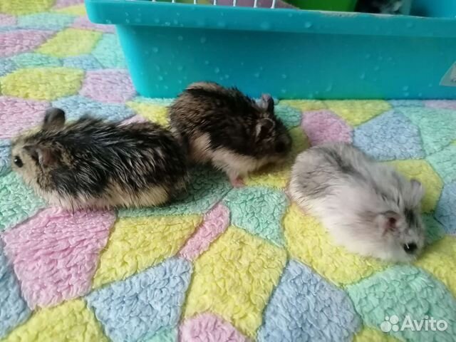 Джунгарский хомяк