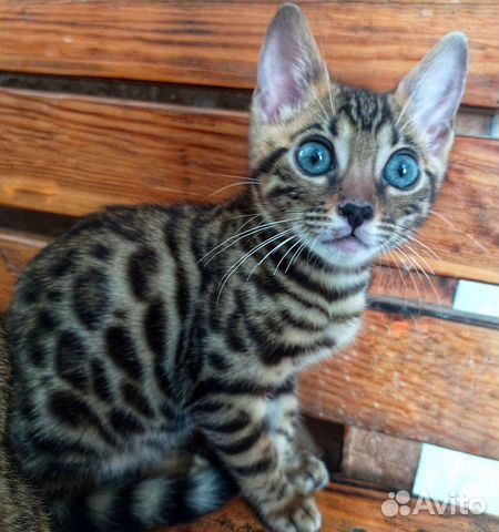 Бенгальская кошечка