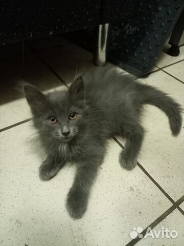 Котёнок помесь русская голубая
