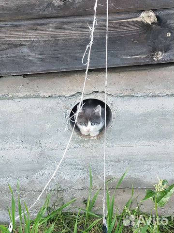 Котенок Маркиз