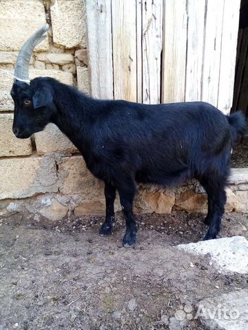 Придонская пуховая коза