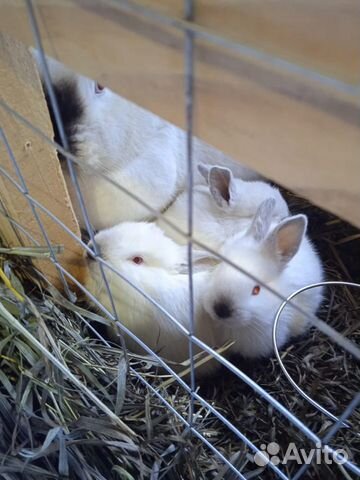 Продается мясо кролика