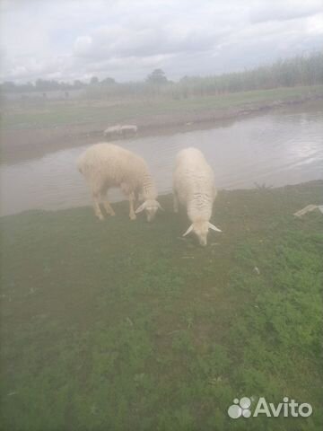 Продаются ягнята
