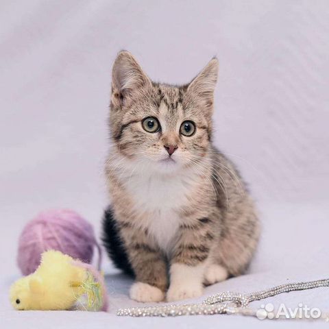 Котенок в добрые руки